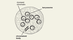 Differences Between Entamoeba histolytica and Entamoeba coli