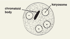 Differences Between Entamoeba histolytica and Entamoeba coli